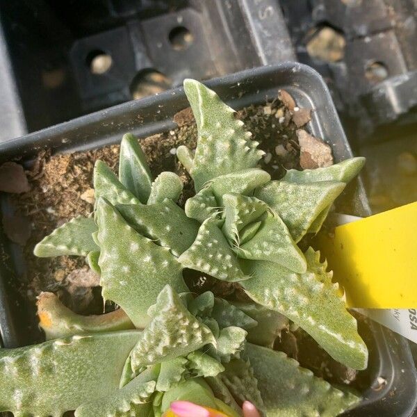 Pebbled Tiger Jaws (Faucaria Tuberculosa) Plant Care & How to Grow, Water