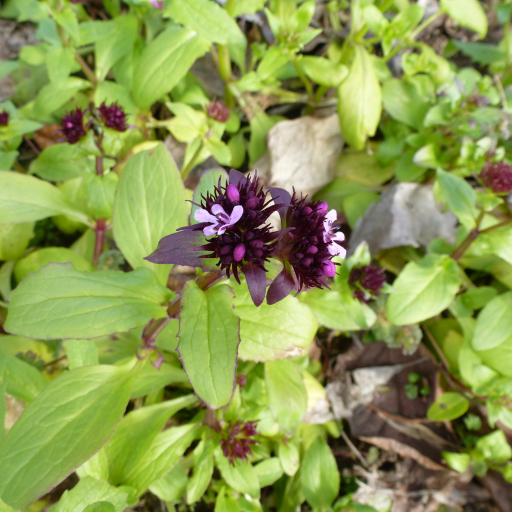 African Valerian (Fedia Graciliflora) Plant Care & How to Grow, Water