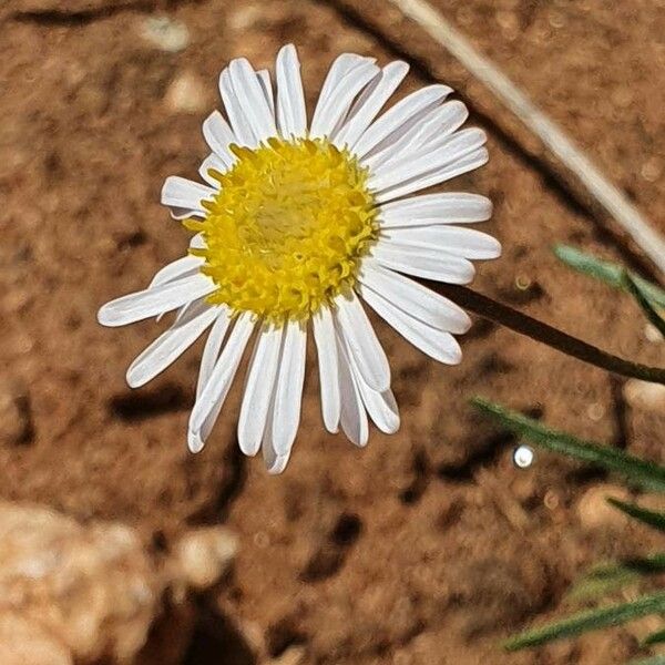 Felicia Abyssinica Plant Care & How to Grow, Water