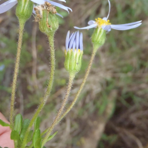 African Felicia (Felicia Aethiopica) Plant Care & How to Grow, Water
