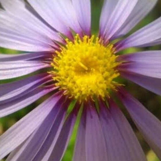 Felicia Annectens Care Guide: Water, Soil & Propagation - Plantiary