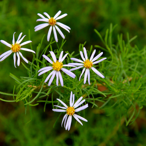 Wild Aster (Felicia Filifolia) Plant Care & How to Grow, Water