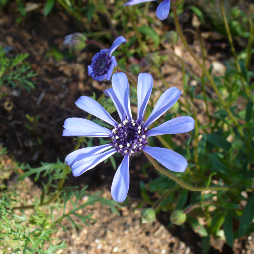 Pureblue Felicia (Felicia Heterophylla) Plant Care & How to Grow, Water