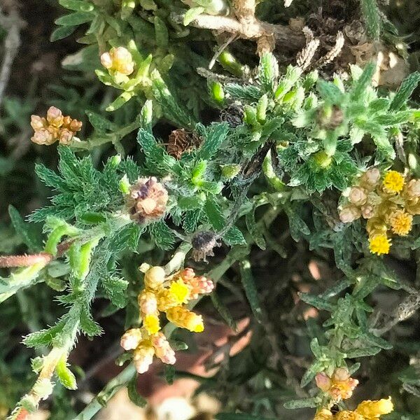 Pale Felicia (Felicia Muricata) Plant Care & How to Grow, Water
