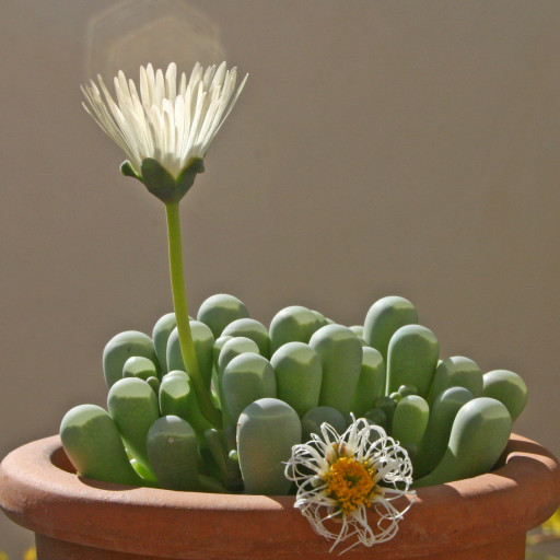 Baby Toes Succulent Plant Care & How to Grow, Water
