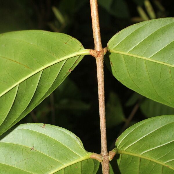 Ferdinandusa Panamensis Care Guide: Water, Soil & Propagation - Plantiary