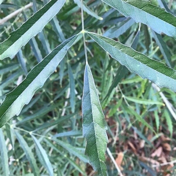 Fernandoa Madagascariensis Plant Care & How to Grow, Water