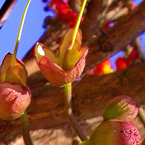 Fernandoa (Fernandoa Magnifica) Plant Care & How to Grow, Water