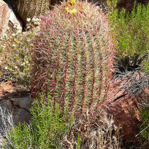California Barrel Cactus (Ferocactus Cylindraceus) Plant Care & How to ...