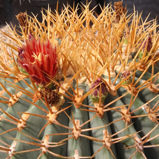 Ferocactus Diguetii Plant Care & How to Grow, Water