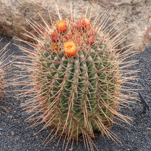 Sonora Barrel Cactus (Ferocactus Echidne) Plant Care & How to Grow, Water