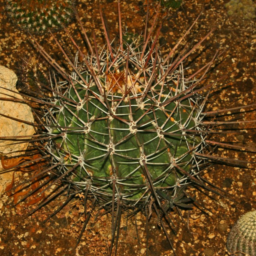 Emory's Barrel Cactus (Ferocactus Emoryi) Plant Care & How to Grow, Water