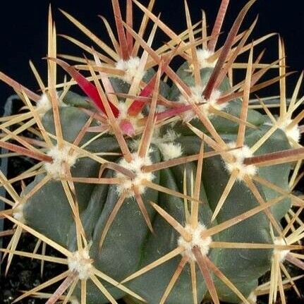 Ford Barrel Cactus (Ferocactus Fordii) Plant Care & How to Grow, Water