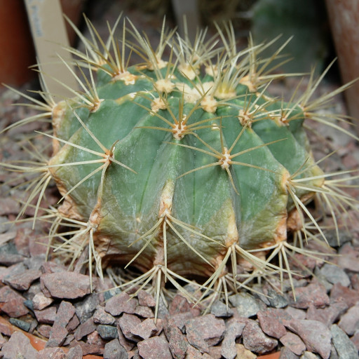 Glaucous Barrel Cactus (Ferocactus Glaucescens) Care Guide: Water, Soil ...
