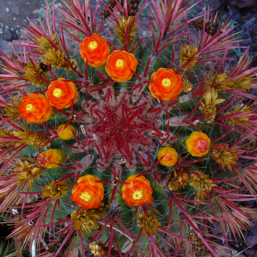 Fire Barrel Cactus (Ferocactus Gracilis) Plant Care & How to Grow, Water