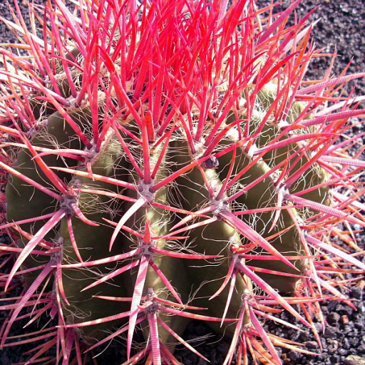 Mexican Fruit Cactus (Ferocactus Haematacanthus) Plant Care & How to ...
