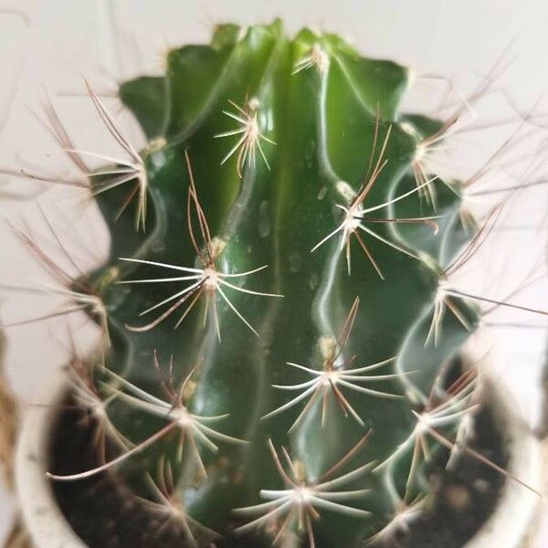 Fish-Hook Barrel Cactus (Ferocactus Herrerae) Plant Care & How to Grow ...