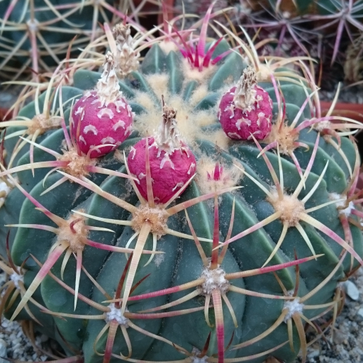 Candy Cactus (Ferocactus Macrodiscus) Plant Care & How to Grow, Water