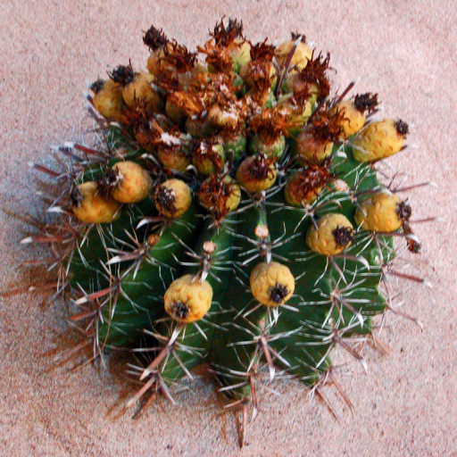 Ferocactus Peninsulae Plant Care & How to Grow, Water