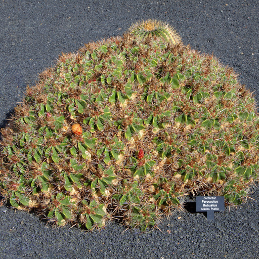 Ferocactus Robustus Plant Care & How to Grow, Water