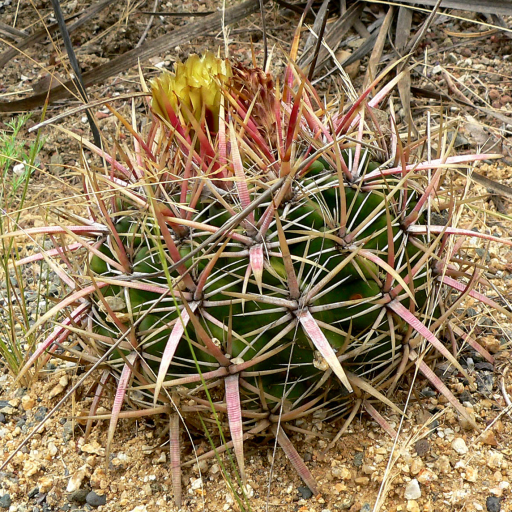 San Diego Barrelcactus (Ferocactus Viridescens) Plant Care & How to ...