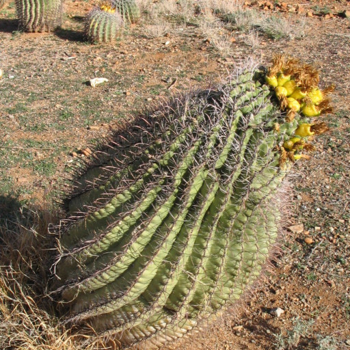 Arizona Barrel Cactus (Ferocactus Wislizeni) Plant Care & How to Grow ...