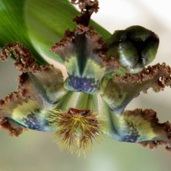 Ferraria Divaricata Plant Care & How to Grow, Water