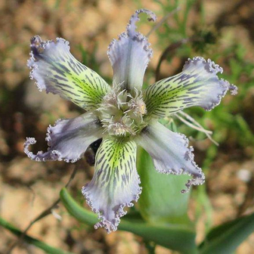 Speckle Spiderlily (Ferraria Ferrariola) Plant Care & How to Grow, Water