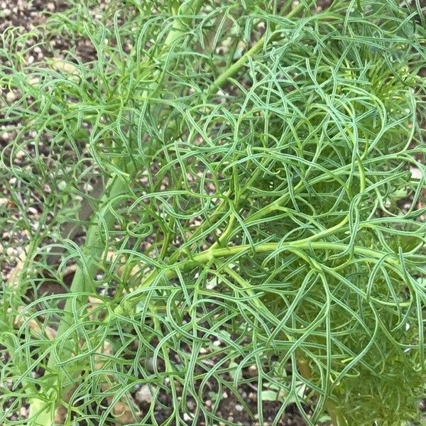 Ferula Arrigonii Care Guide: Water, Soil & Propagation - Plantiary