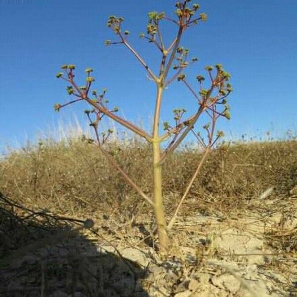 Ferula Biverticellata Care Guide: Water, Soil & Propagation - Plantiary