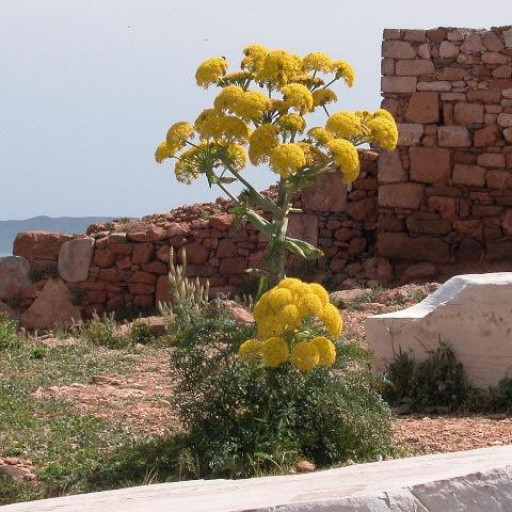 Giant Fennel (Ferula Communis) Plant Care & How to Grow, Water