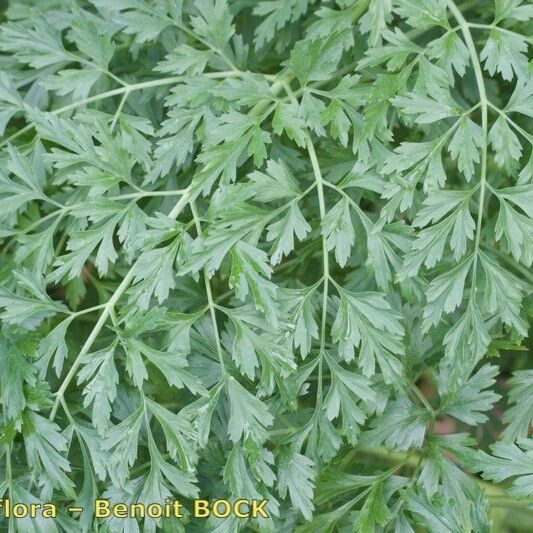 Ferula Latipinna Plant Care & How to Grow, Water