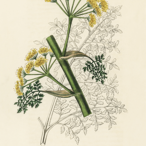 Ferula Persica Plant Care & How to Grow, Water