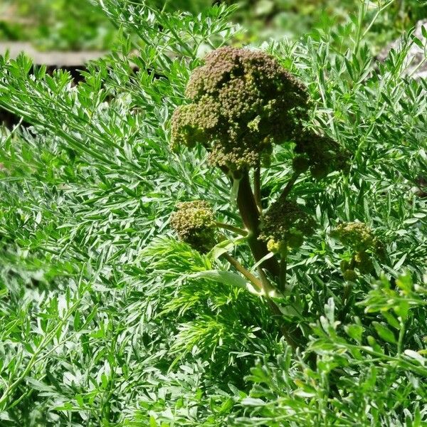Ferula Songarica Plant Care & How to Grow, Water