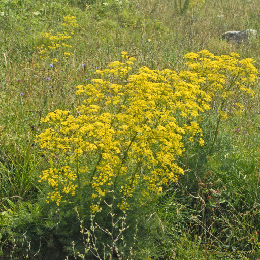 Field Ferula (Ferulago Galbanifera) Plant Care & How to Grow, Water