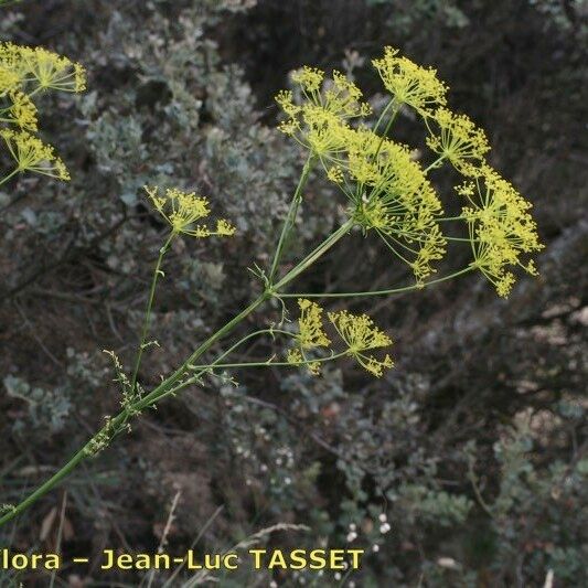 Ferulago Granatensis Care Guide: Water, Soil & Propagation - Plantiary