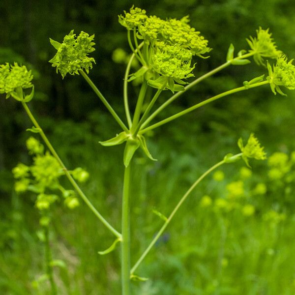 Ferulago Sylvatica Care Guide: Water, Soil & Propagation - Plantiary