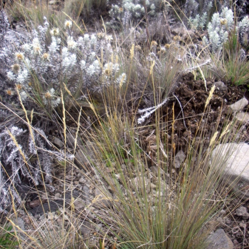 Festuca Abyssinica Plant Care & How to Grow, Water
