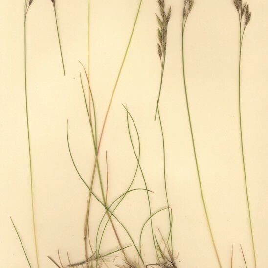 Festuca Acuminata Care Guide: Water, Soil & Propagation - Plantiary