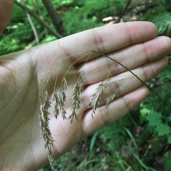 Wood Fescue (Festuca Altissima) Plant Care & How to Grow, Water