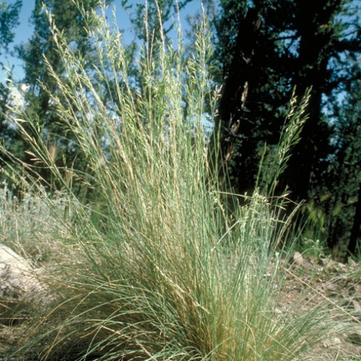 Arizona Fescue (Festuca Arizonica) Plant Care & How to Grow, Water