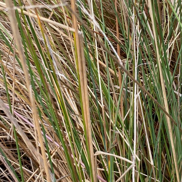 Festuca Azucarica Care Guide: Water, Soil & Propagation - Plantiary