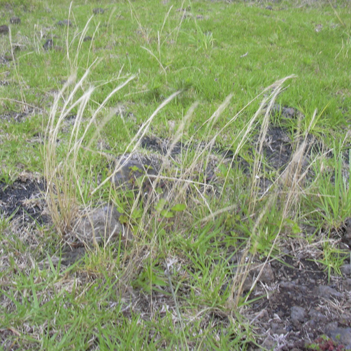 Brome Six-Weeks Grass (Festuca Bromoides) Plant Care & How to Grow, Water