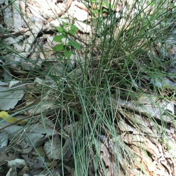 Festuca Duriotagana Care Guide: Water, Soil & Propagation - Plantiary