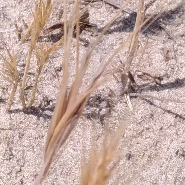 Dune Fescue (Festuca Fasciculata) Plant Care & How to Grow, Water