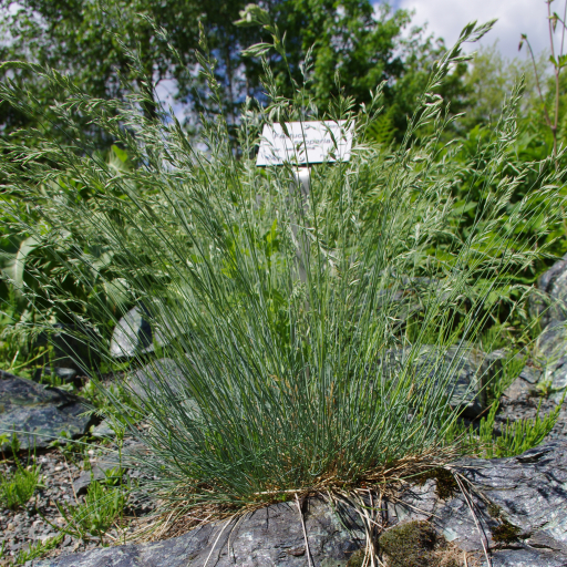 Spiky Fescue (Festuca Gautieri) Plant Care & How to Grow, Water
