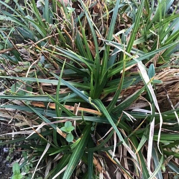 Festuca Glacialis Plant Care & How to Grow, Water