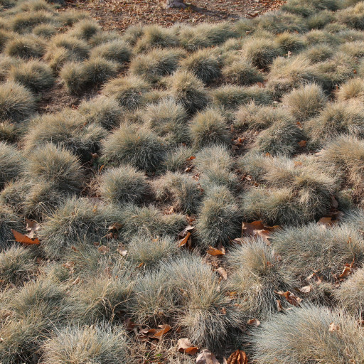 Blue Fescue (Festuca Glauca) Plant Care & How to Grow, Water