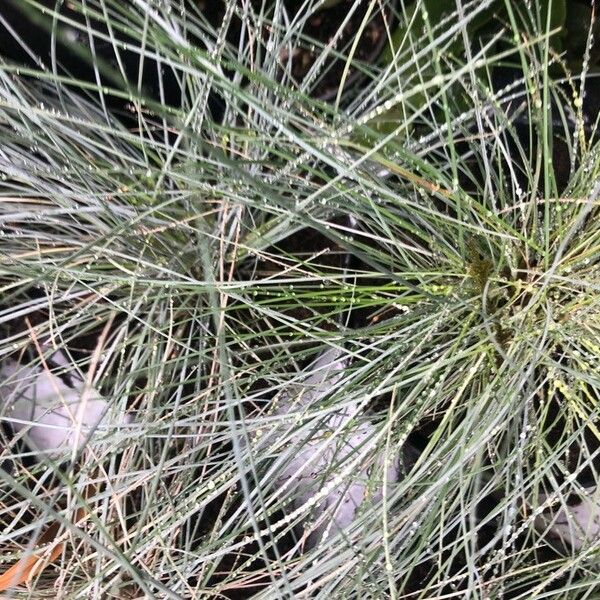 Festuca Glaucantha-hirsuta Plant Care & How to Grow, Water