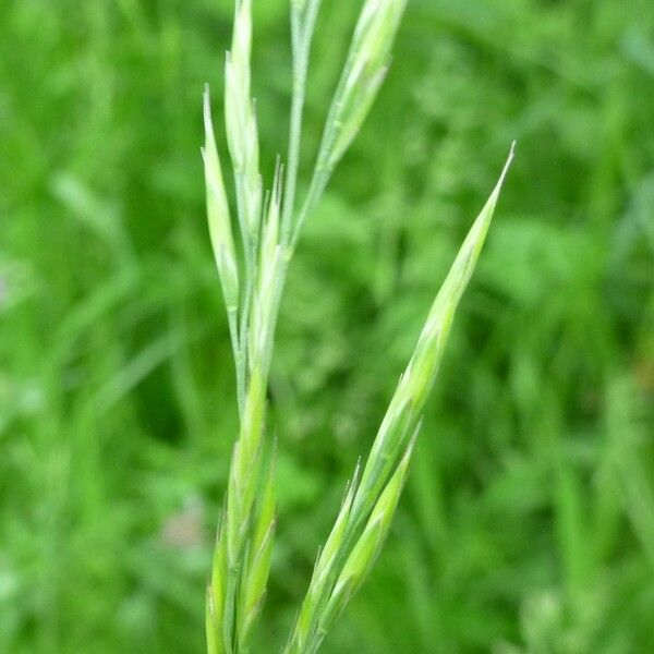 Varioushair Fescue (Festuca Heteromalla) Plant Care & How to Grow, Water
